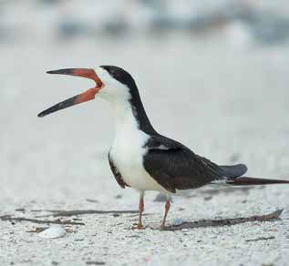 May/June 2019 Programs, Tours and Events at Rookery Bay Reserve - Life ...