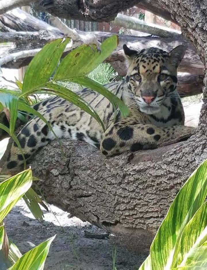 How Zoo Horticulture Works - Life In Naples Magazine