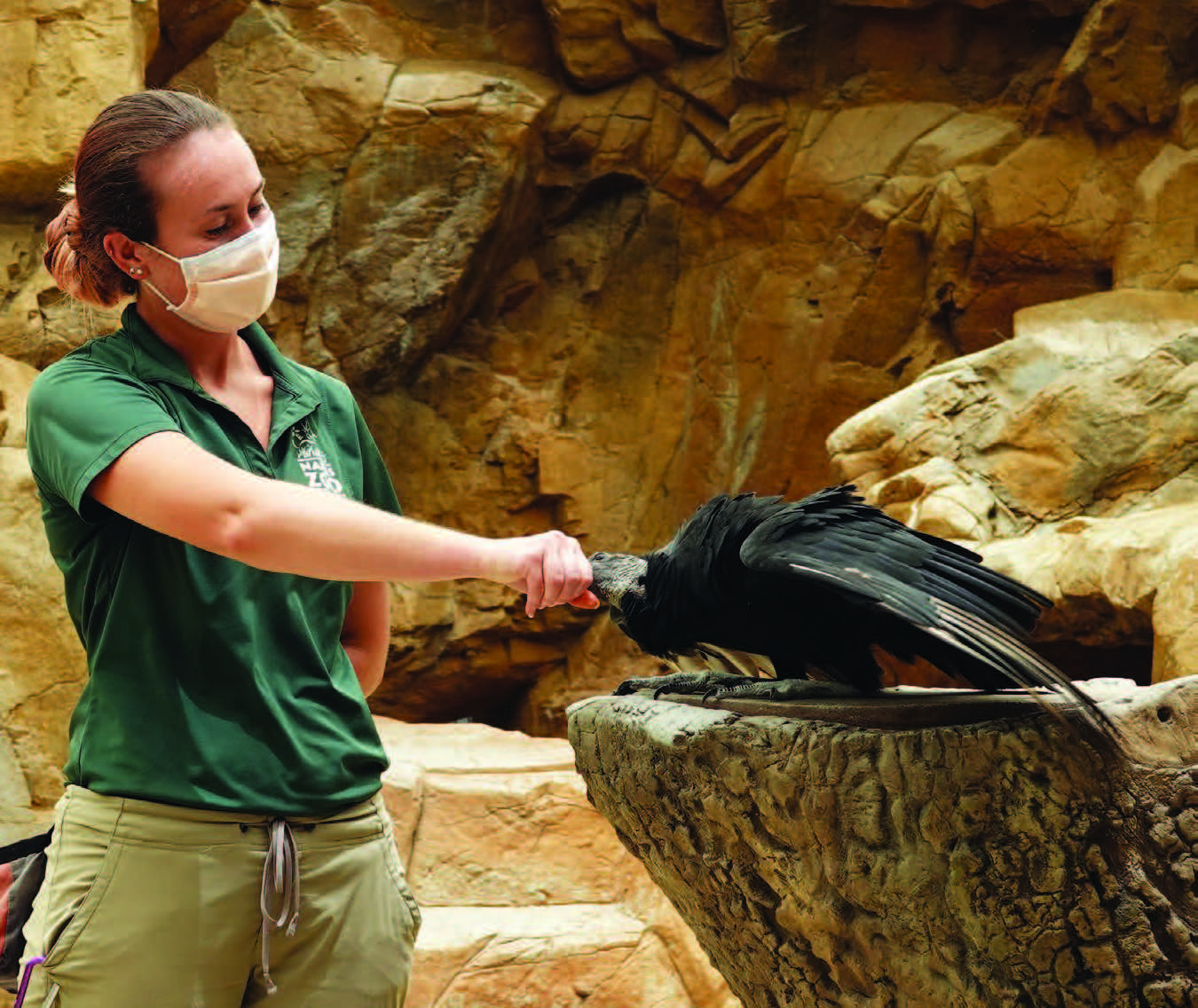 Saving Vultures- Putting an end to their bad reputations - Life In ...