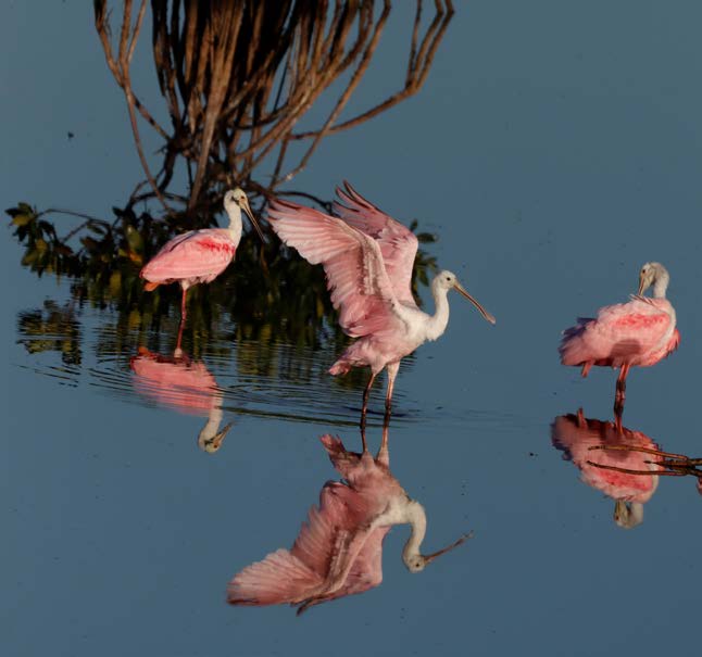 Have you seen the Birds at Rookery Bay? - Life In Naples Magazine