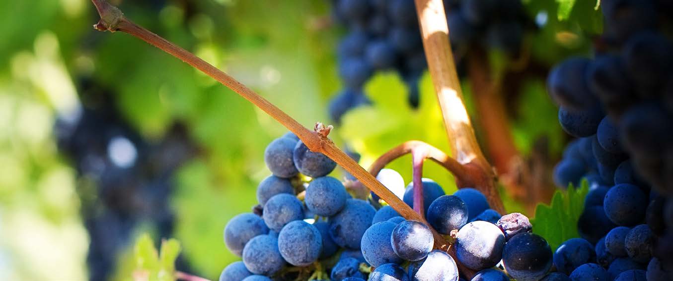 2022 Naples Winter Wine Festival Returns to In-Person - Life In Naples ...