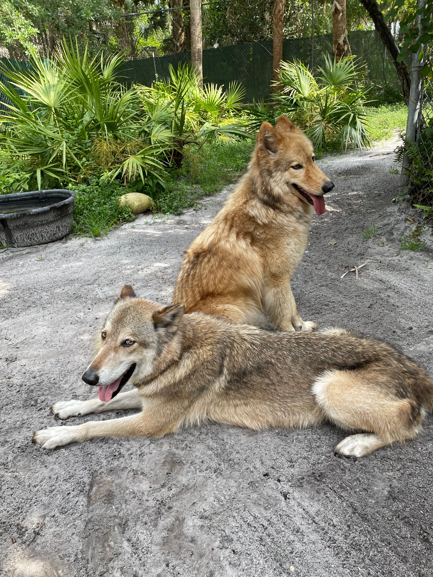 2nd Annual Shy Wolf Scramble to be held Sept. 24, 2022 - Life In Naples ...